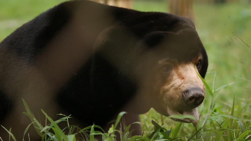 Moonbears on Planet Earth - Streeen